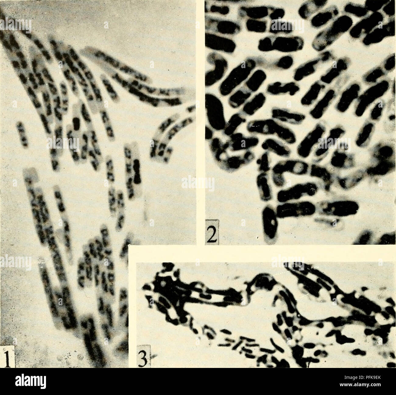 . The cytology and life-history of bacteria. Bacteria. 158 THE CYTOLOGY ...