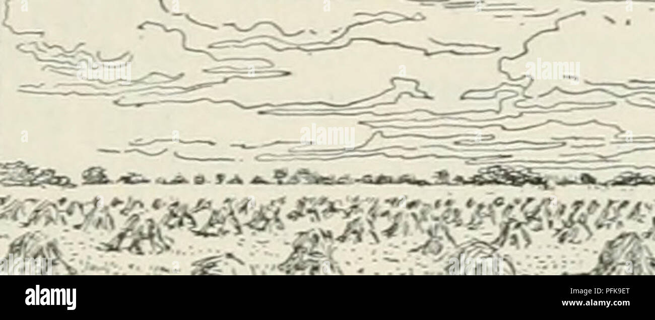 Chinch larva hi-res stock photography and images - Alamy