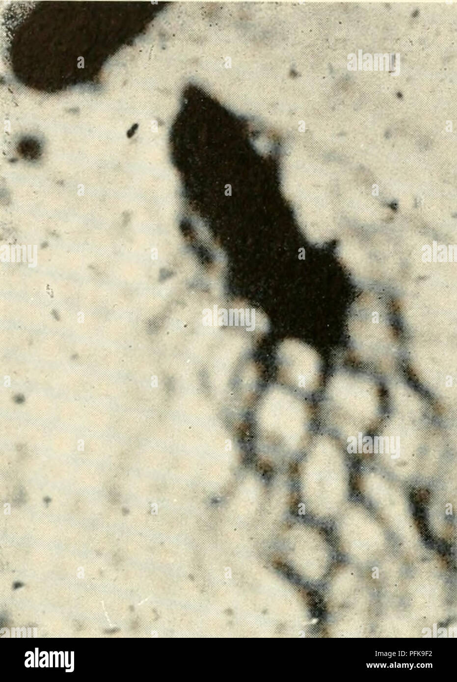 This work explores the cytology and life cycle of bacteria, with a ...