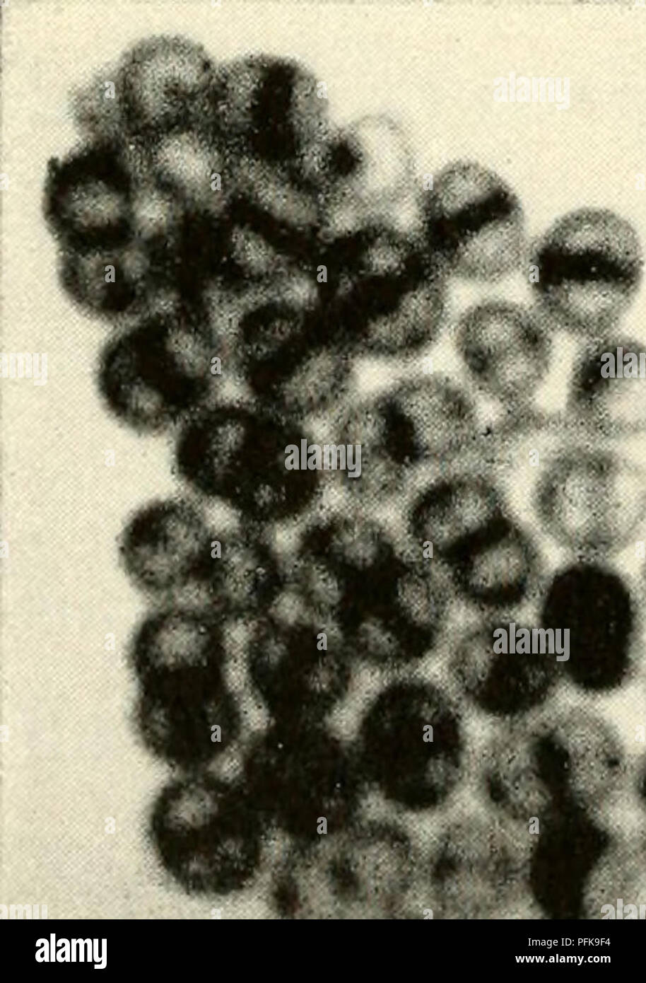 This image from Kenneth A. Bisset’s work on bacteria provides a ...