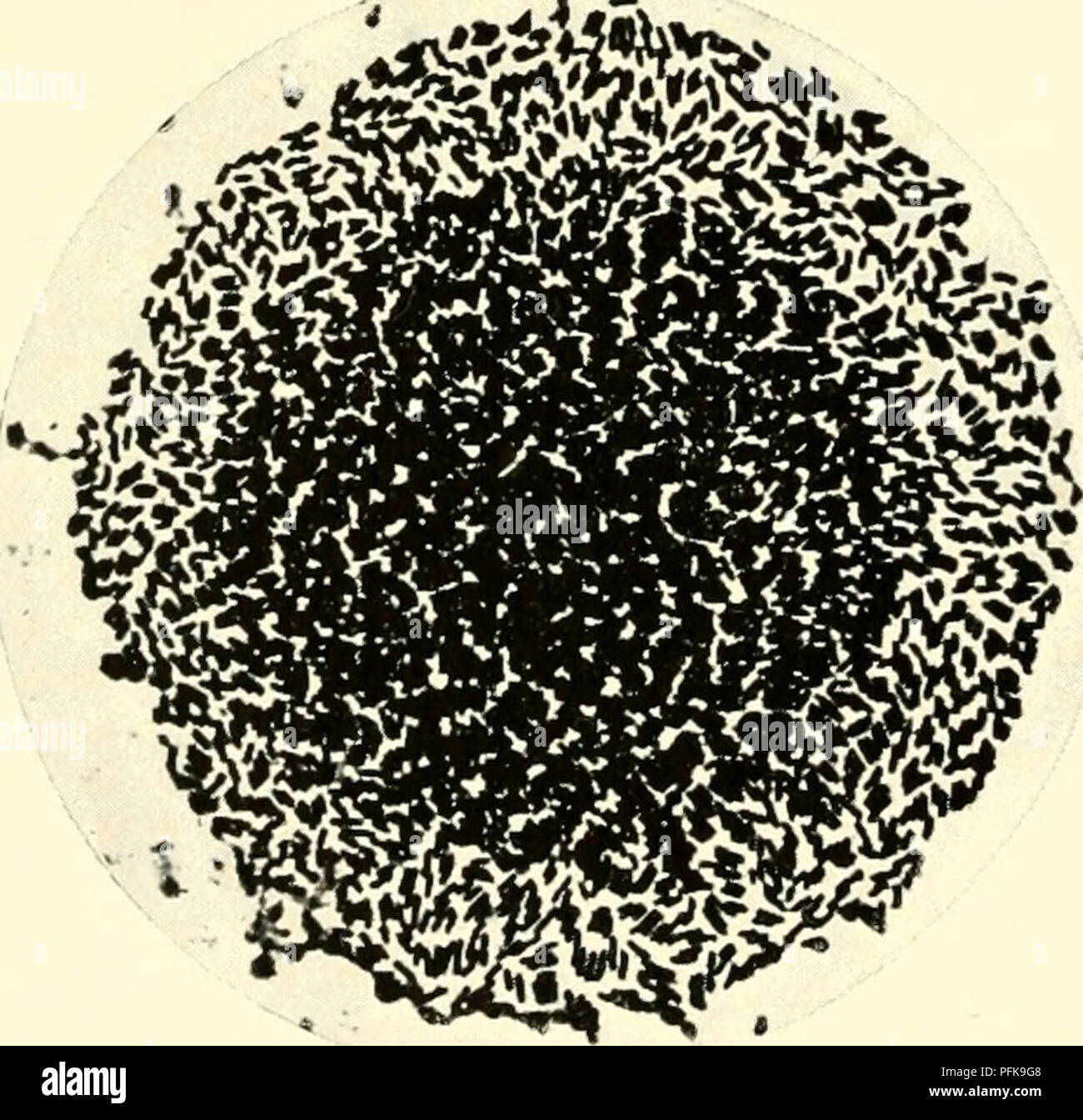 . The cytology and life-history of bacteria. Bacteria. 140 THE CYTOLOGY ...