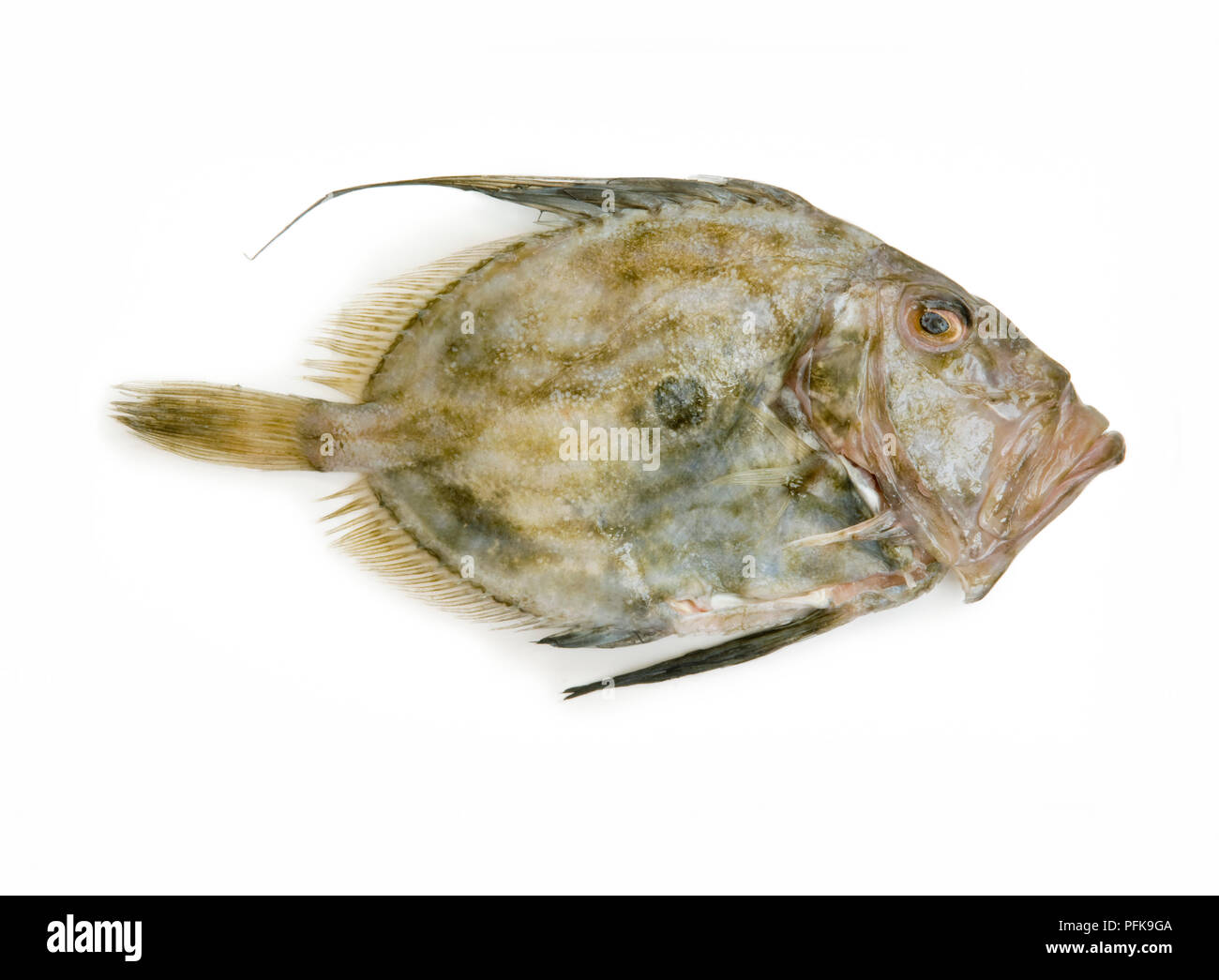 John Dory fish, side view Stock Photo - Alamy
