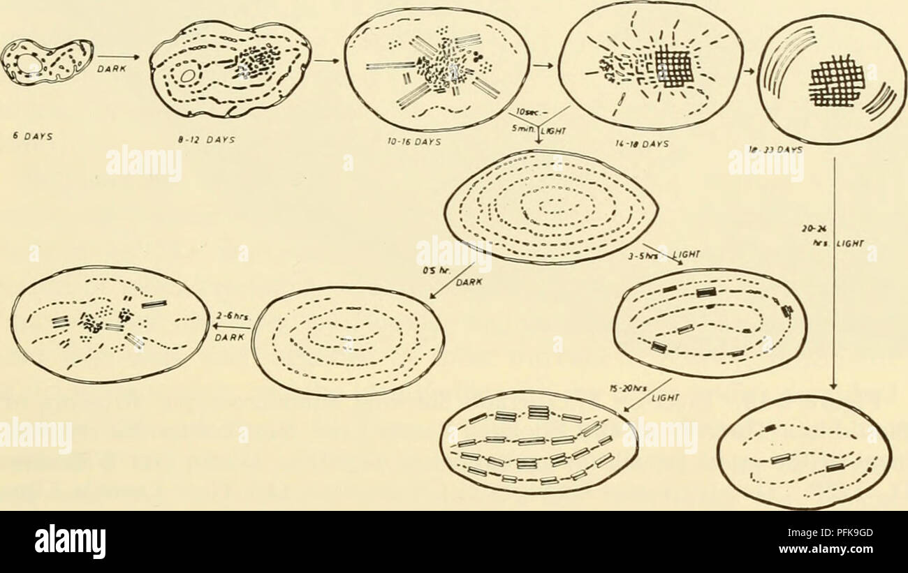 Xantha 3 hi-res stock photography and images - Alamy