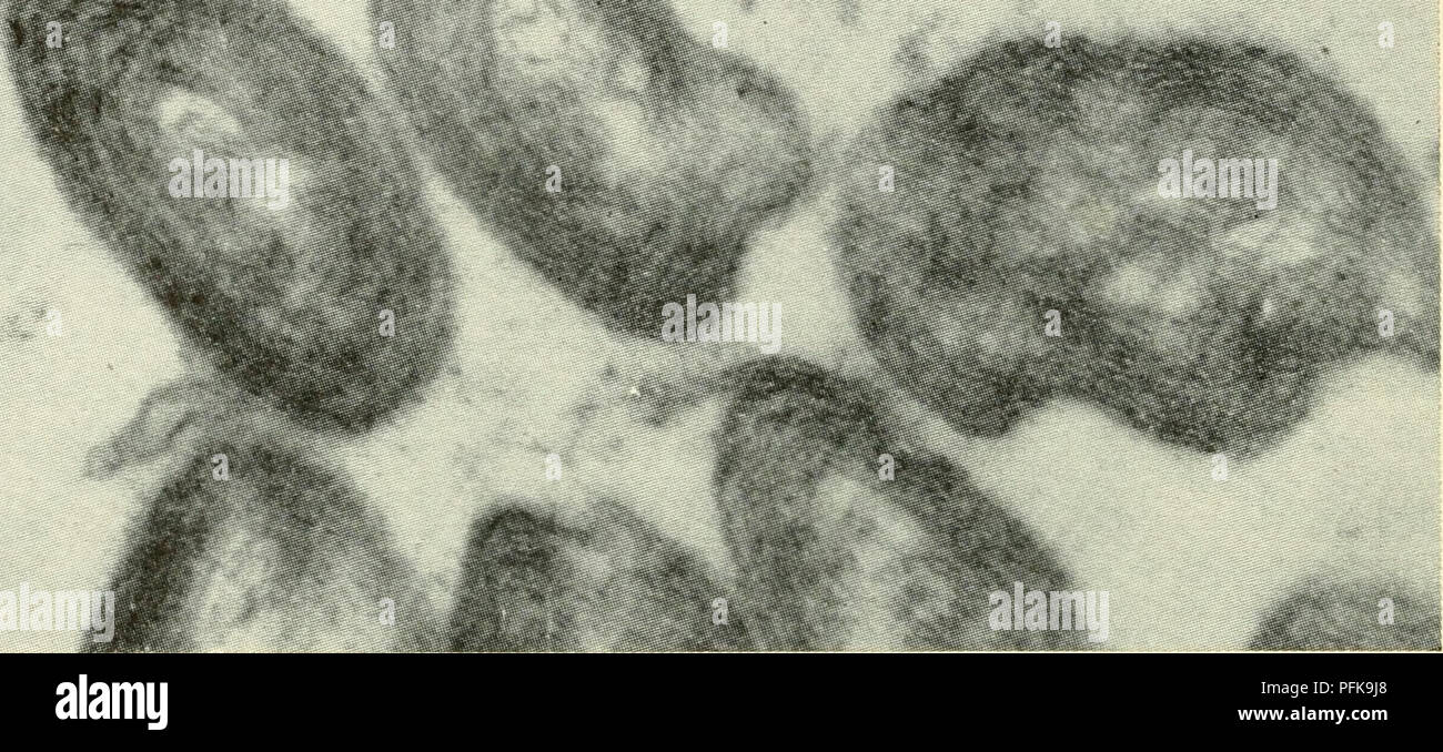 Flattened spherical hi-res stock photography and images - Alamy