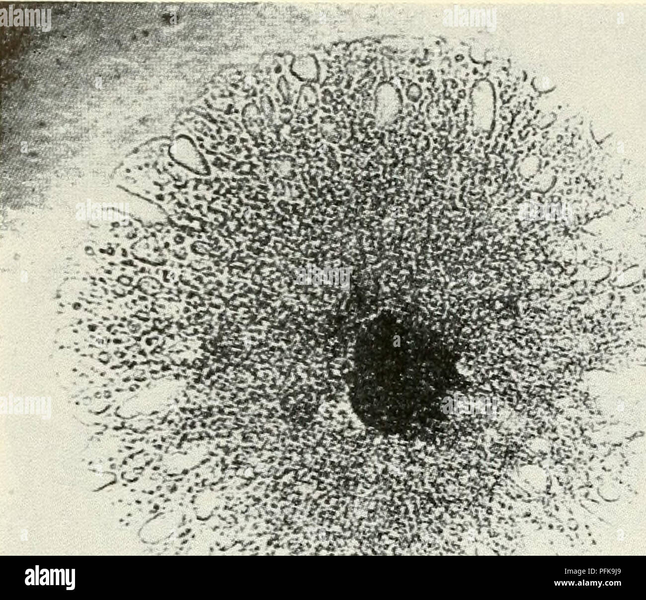 This work discusses the cytology (cell structure) and life cycle of ...