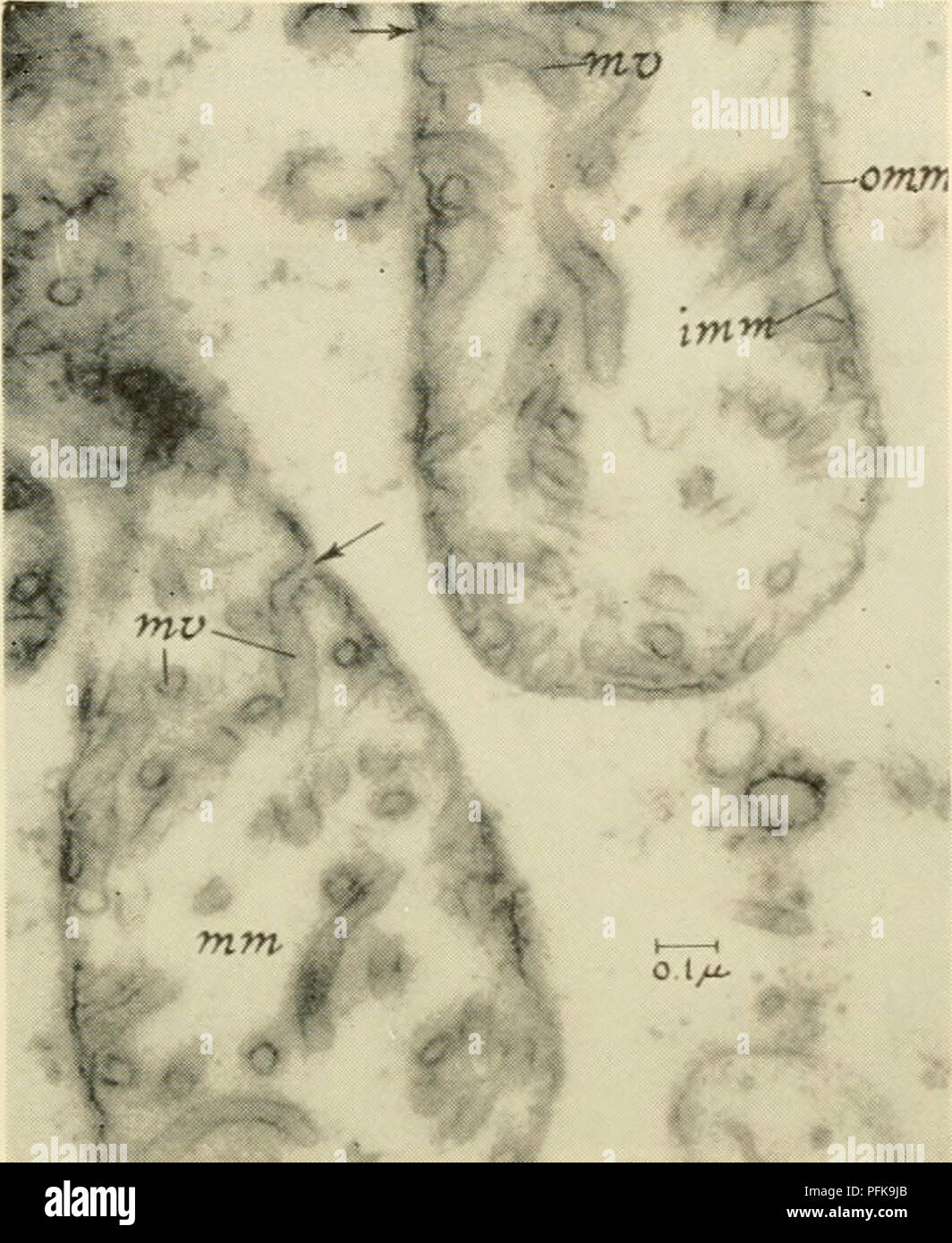 Mitochondria micrograph hi-res stock photography and images - Alamy