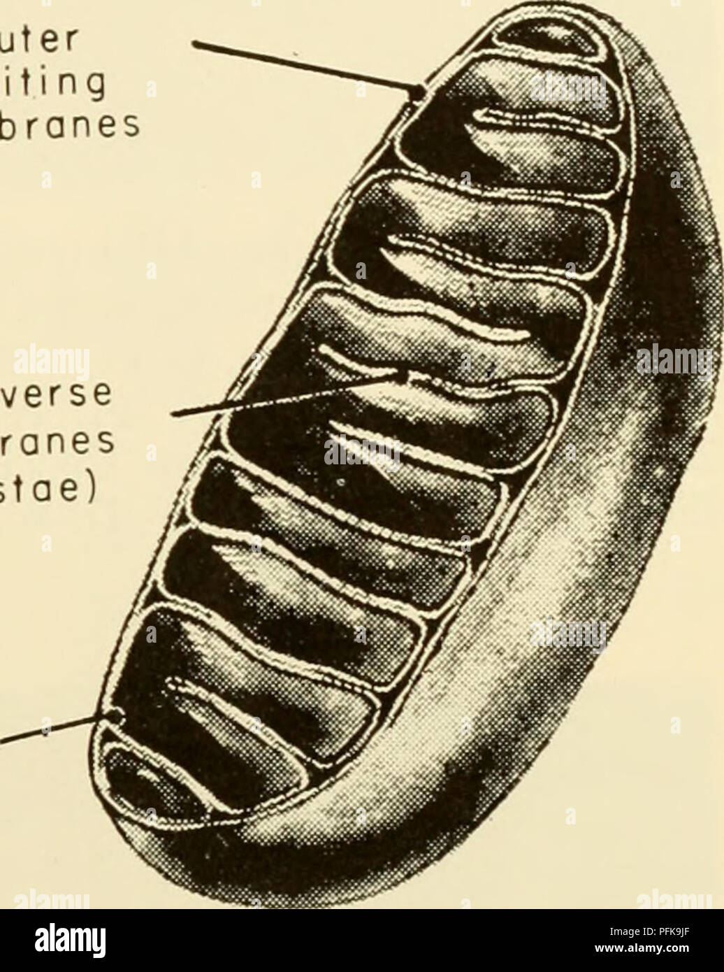 Diagram illustrates structure mitochondrion hi-res stock photography ...