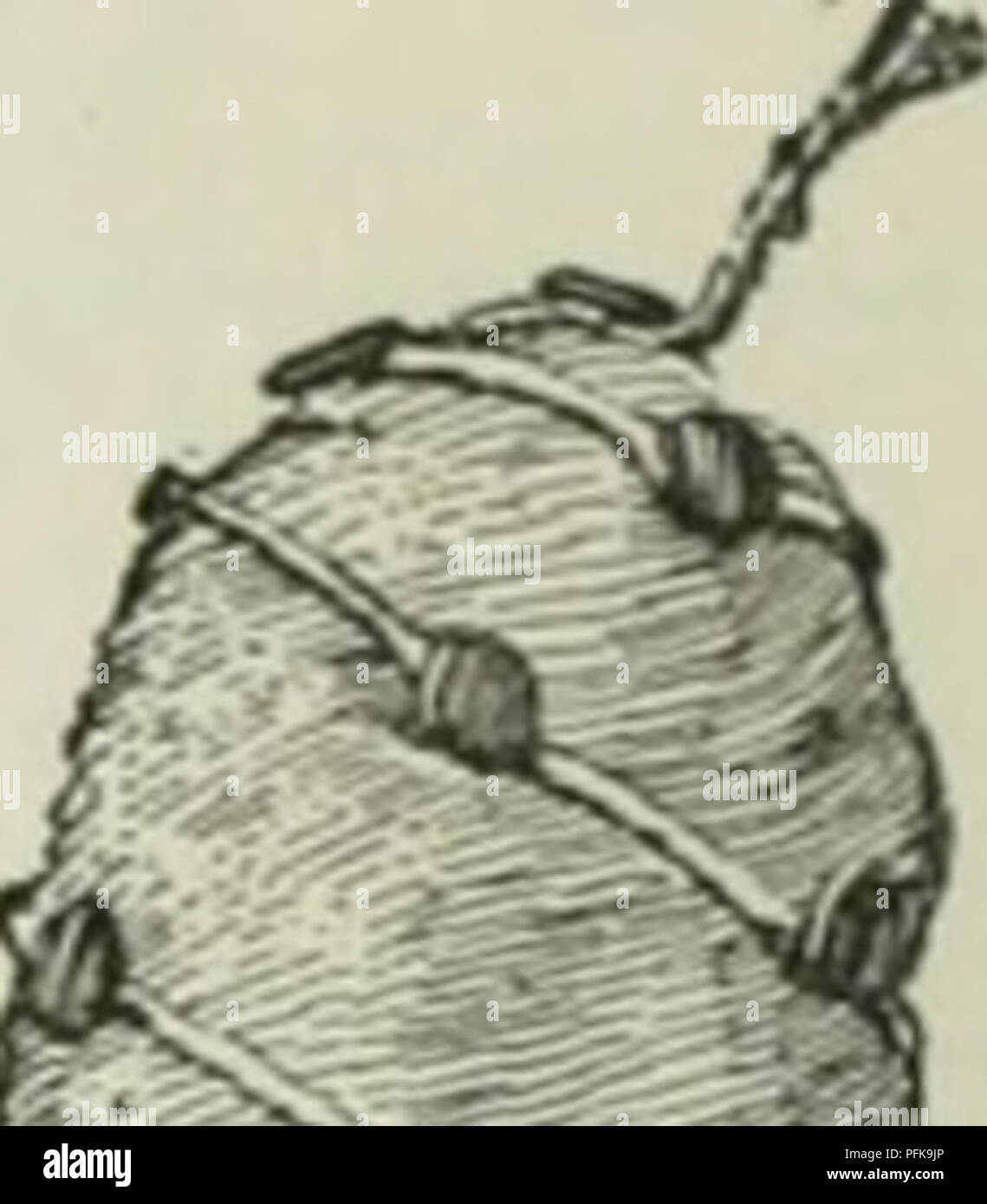 Sir walter raleigh potato hi-res stock photography and images - Alamy