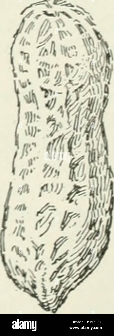 This encyclopedic work provides an overview of important crops grown in ...