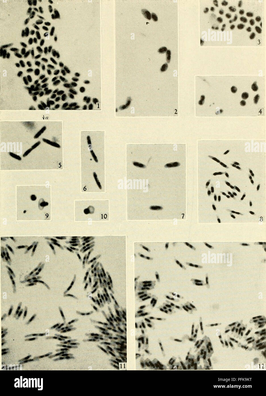 This work examines the cytology and life cycle of bacteria, focusing on their cellular structure ...