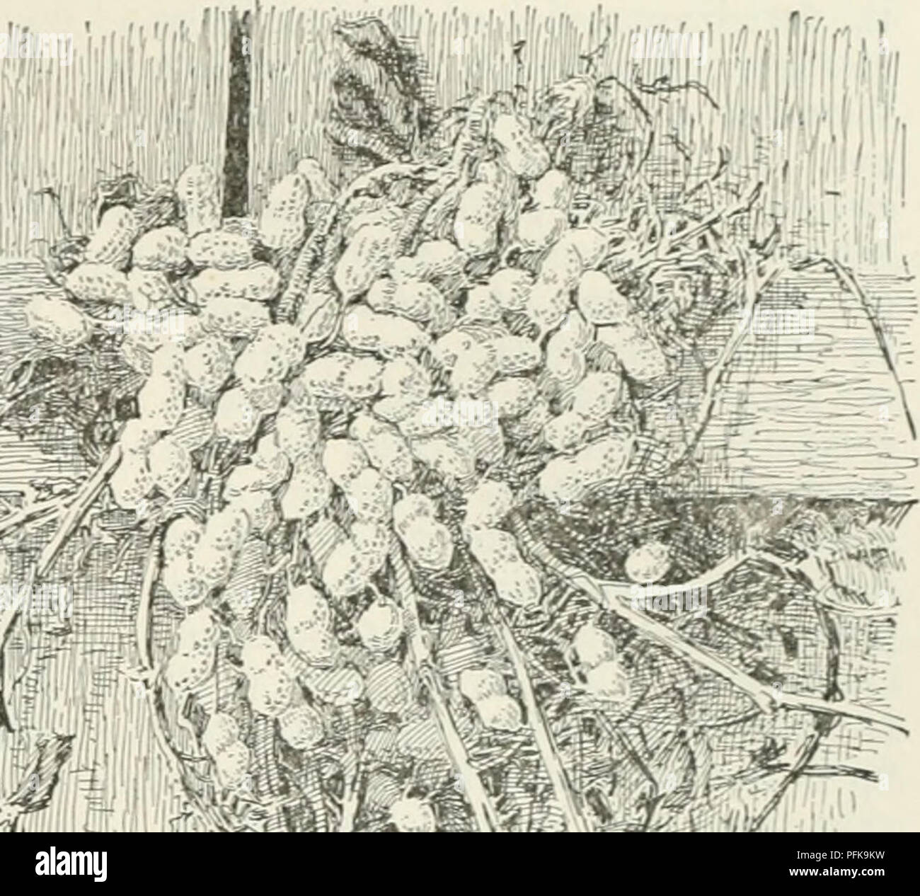 Peanut farming techniques hi-res stock photography and images - Alamy