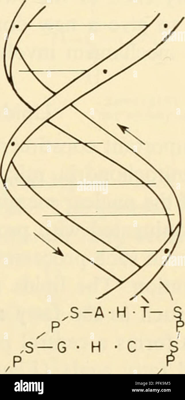 Dna model 1953 hi-res stock photography and images - Alamy