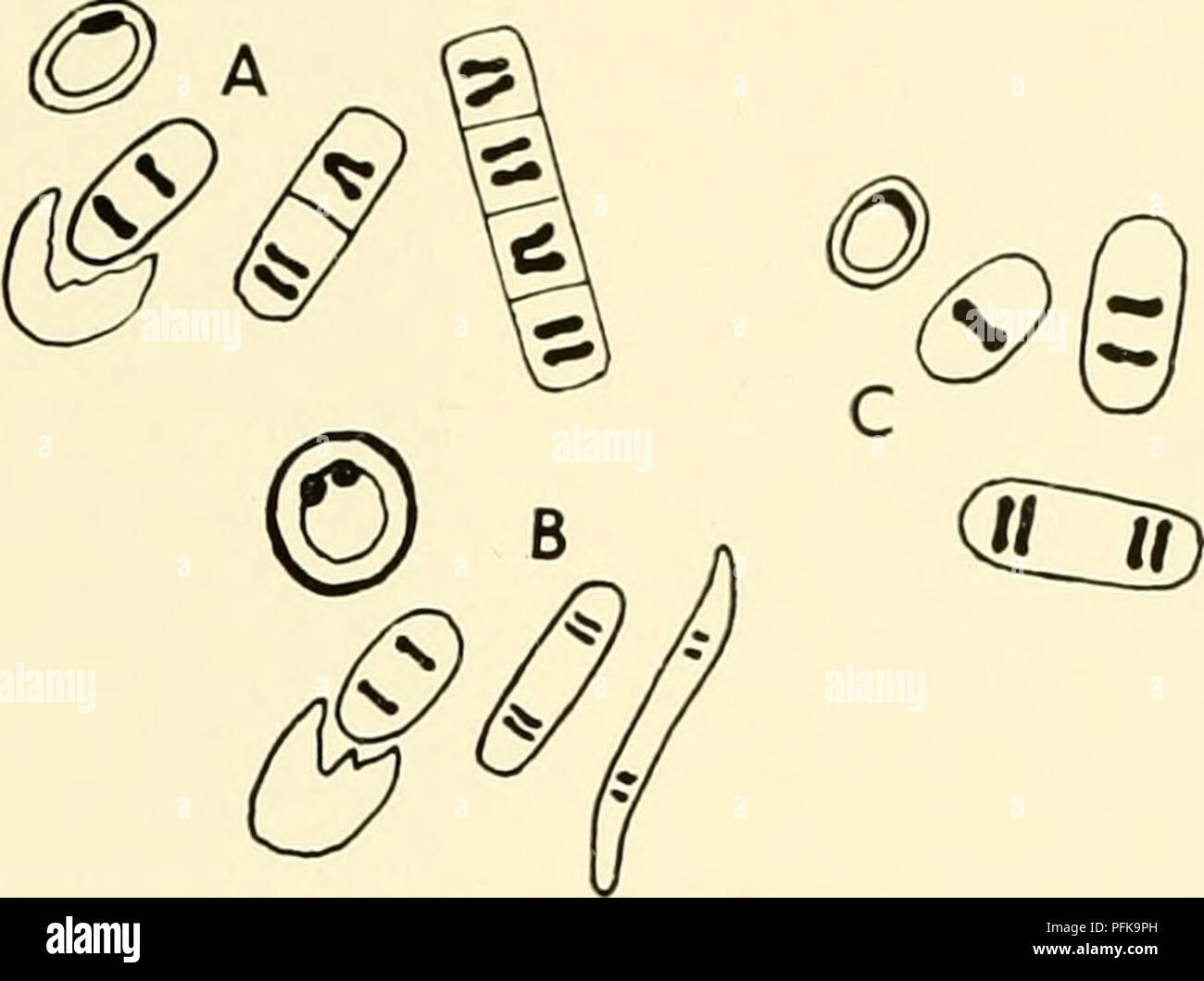 Myxobacteria hi-res stock photography and images - Alamy