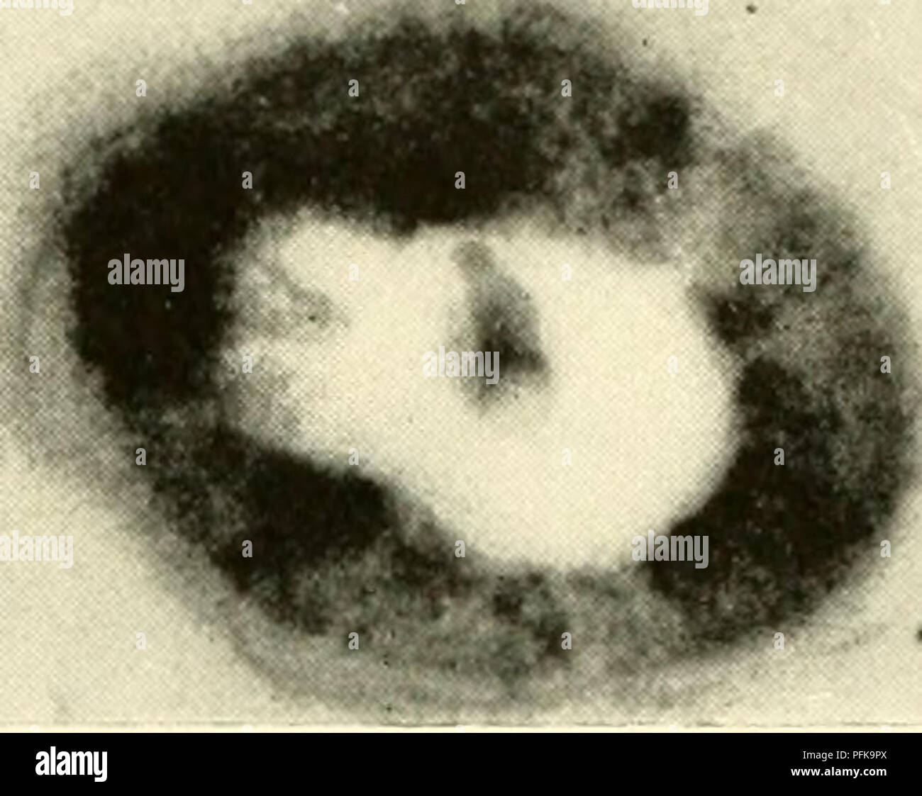 This study provides an overview of the cytology and life cycle of ...