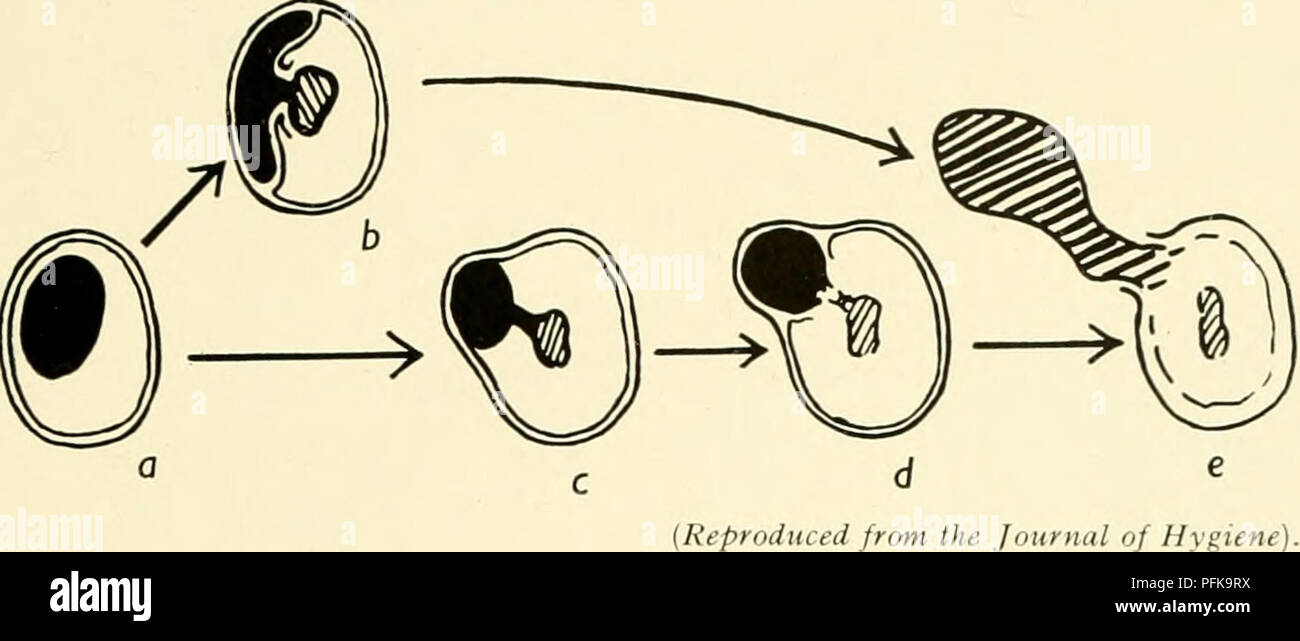 . The cytology and life-history of bacteria. Bacteria. ACTERIAL NUCLEUS ...