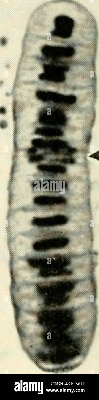 . The cytology and life-history of bacteria. Bacteria. % %. (Reproduced ...