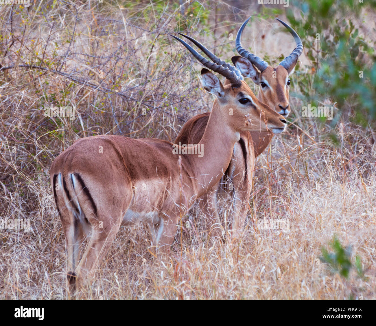 Lion Impala Stock Photos & Lion Impala Stock Images - Alamy
