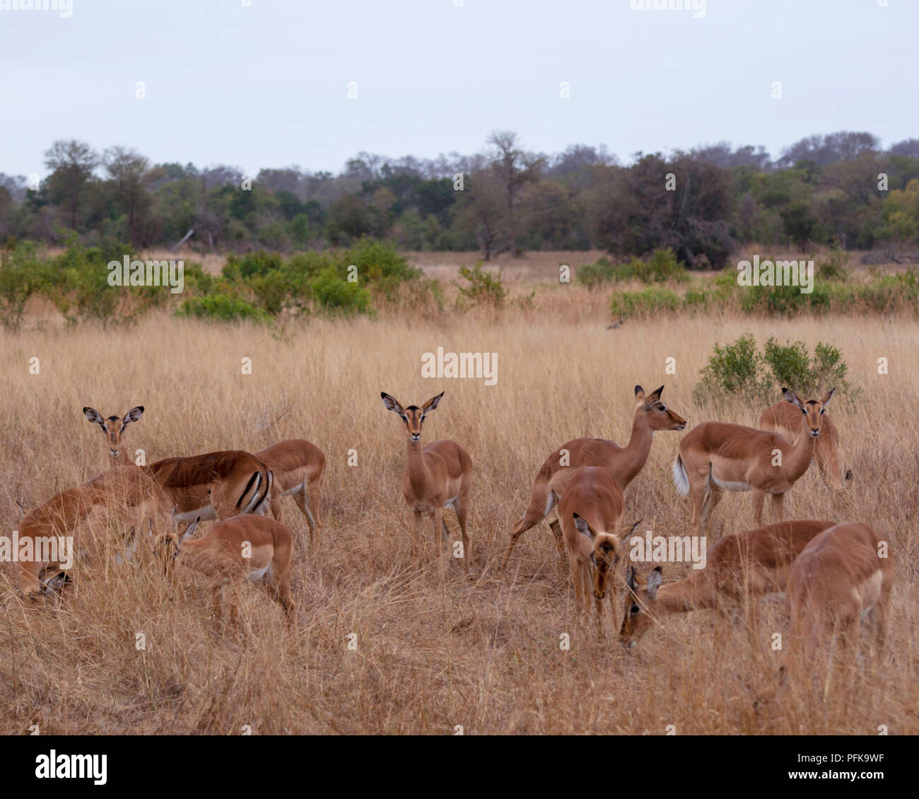 Impala images hi-res stock photography and images - Alamy