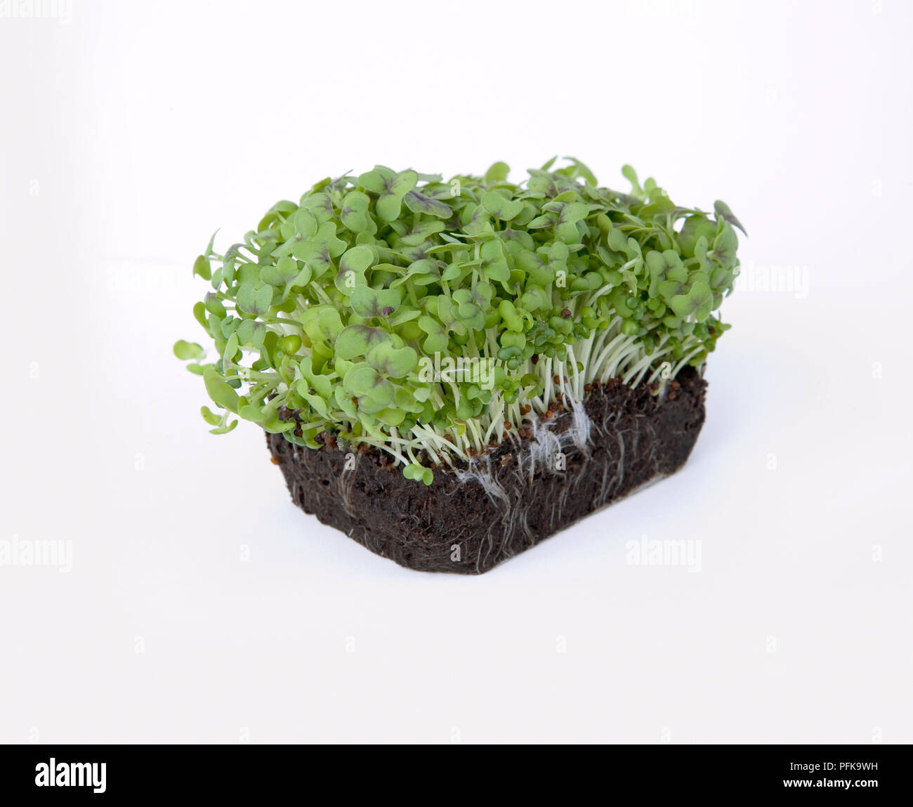 Cress cross hi-res stock photography and images - Alamy