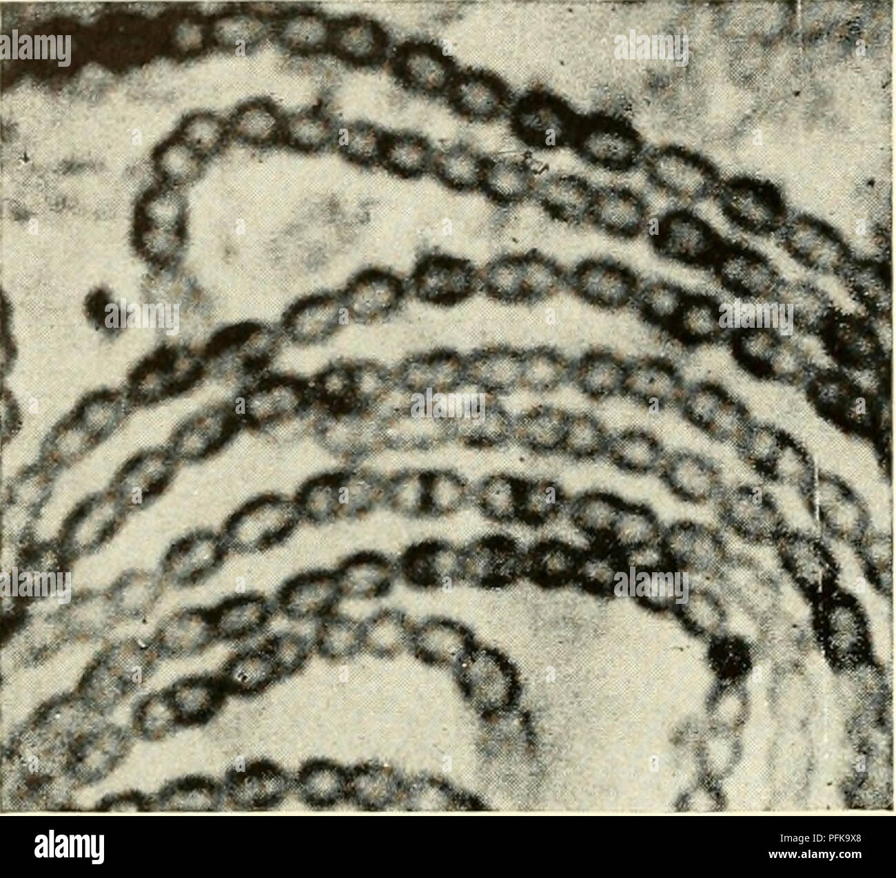 coccus cell under microscope