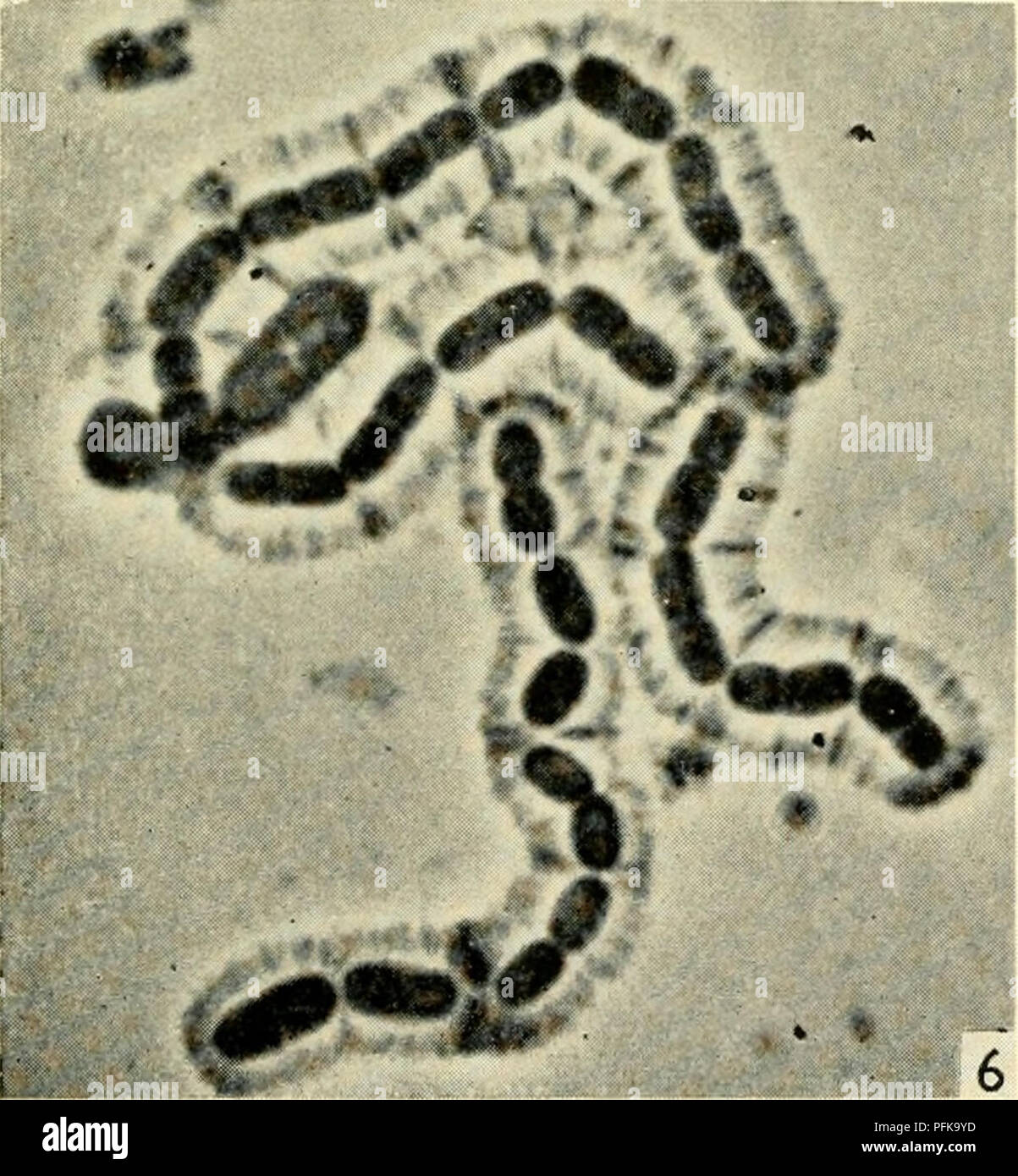 This work by Kenneth Alexander Bisset explores the cell biology and ...