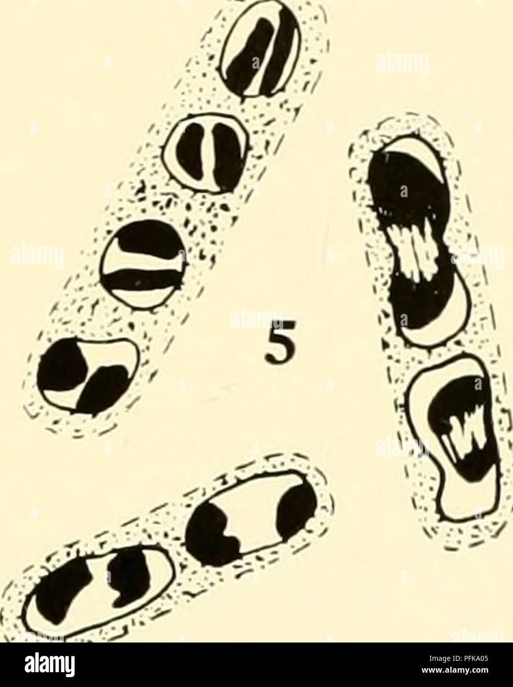 This work, by Kenneth Alexander Bisset, explores the cytology and life ...