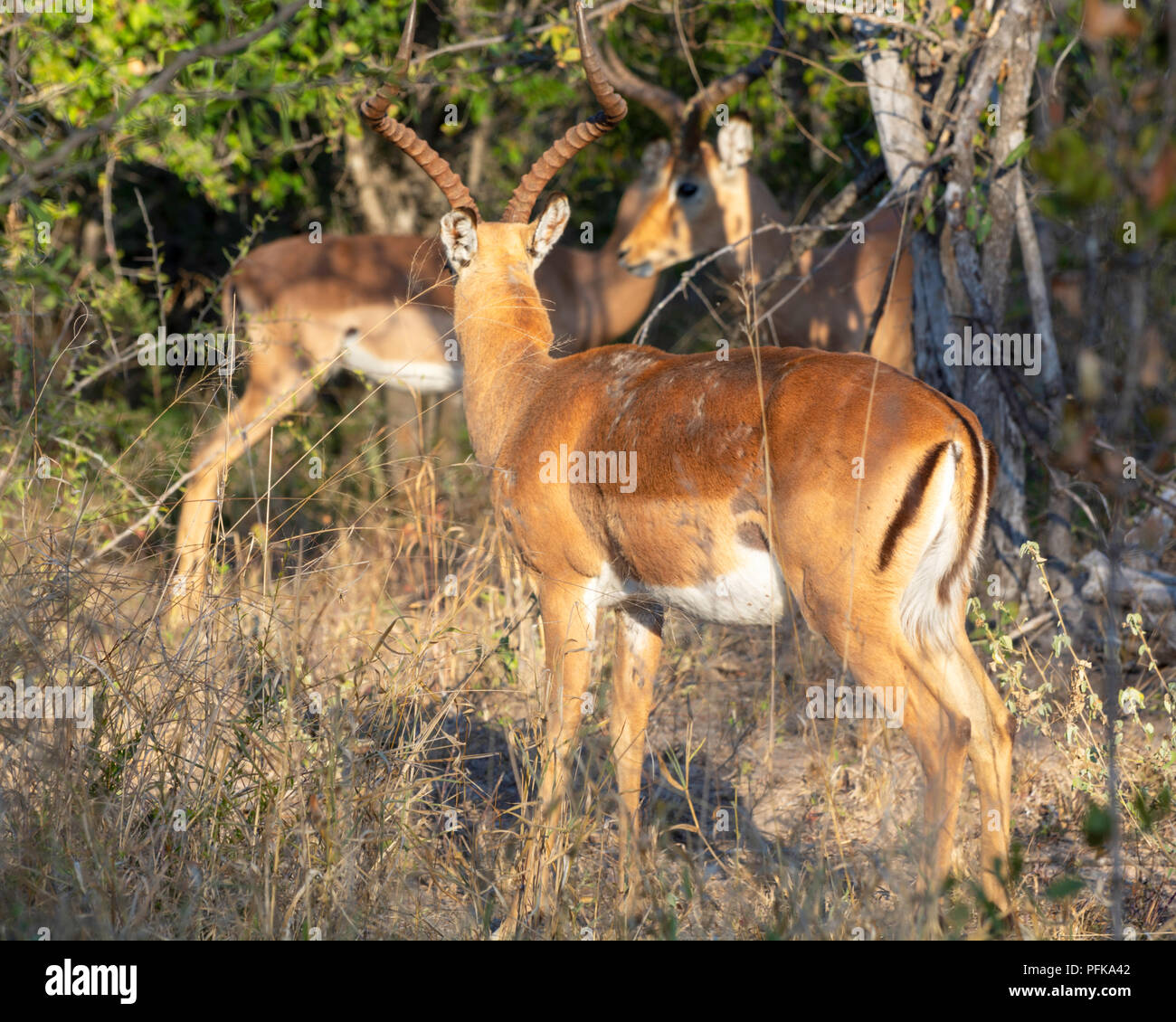 Lion impala hi-res stock photography and images - Alamy