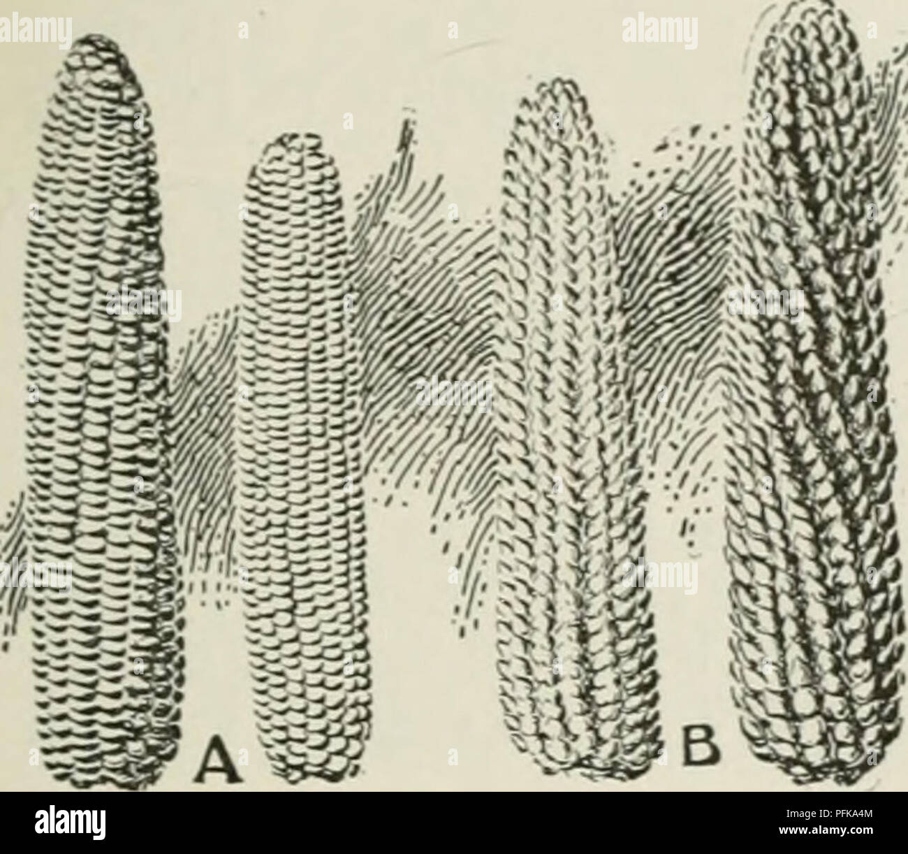 This comprehensive survey of farm crops in the United States and Canada ...