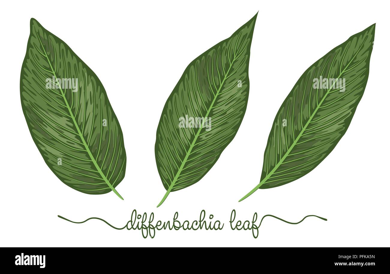 Leaves of diffenbachia elements set. Botany hand drawn graphic ...