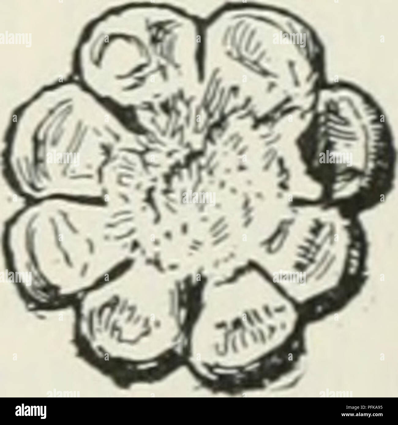 Fleshy husk hi-res stock photography and images - Alamy