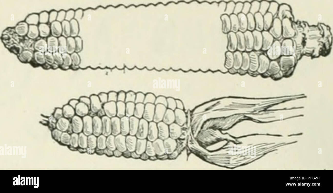Sheath of corn hi-res stock photography and images - Alamy