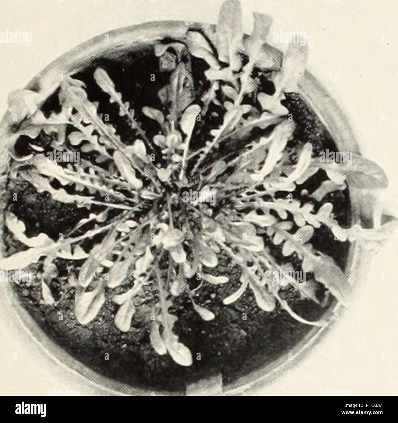 This study focuses on the cytology of *Crepis capillaris*, examining ...