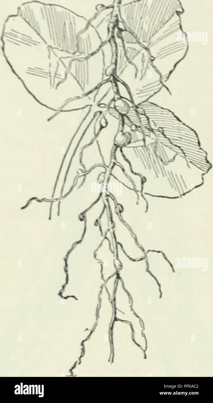 Nodules on the roots of a legume hi-res stock photography and images ...