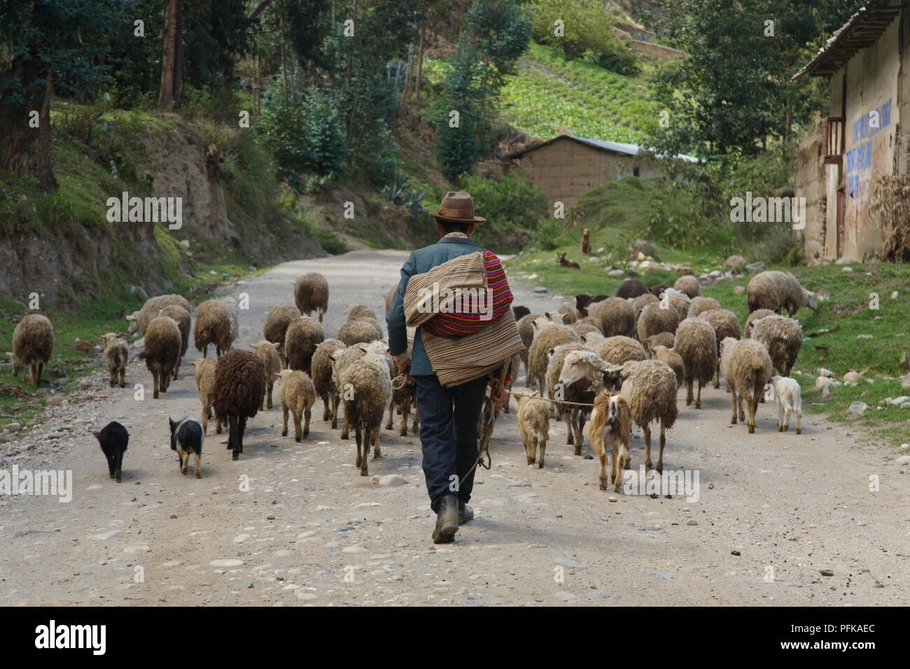 Peru, Huanuco, shepherd and various livestock on dirt track, rear view ...