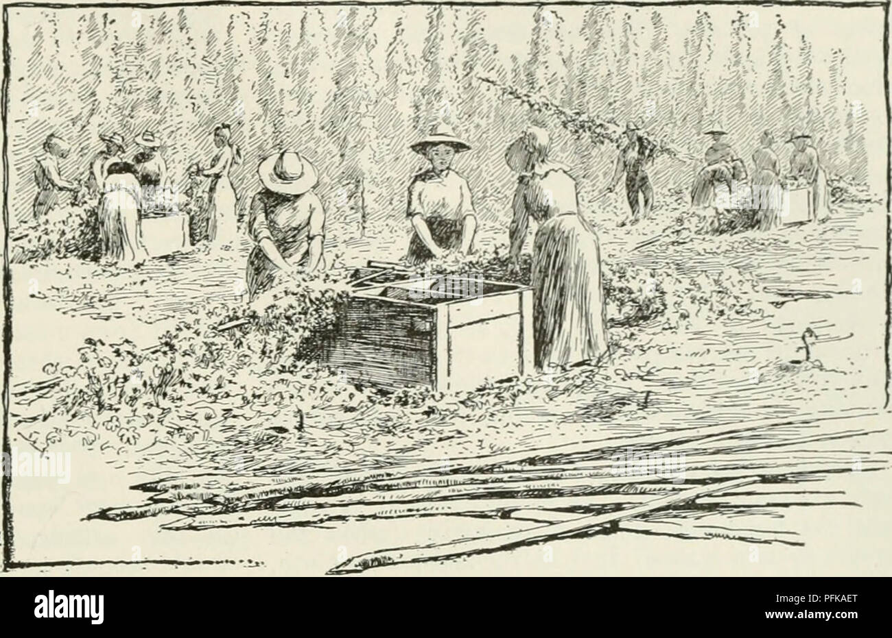 Hundred of hop hi-res stock photography and images - Alamy