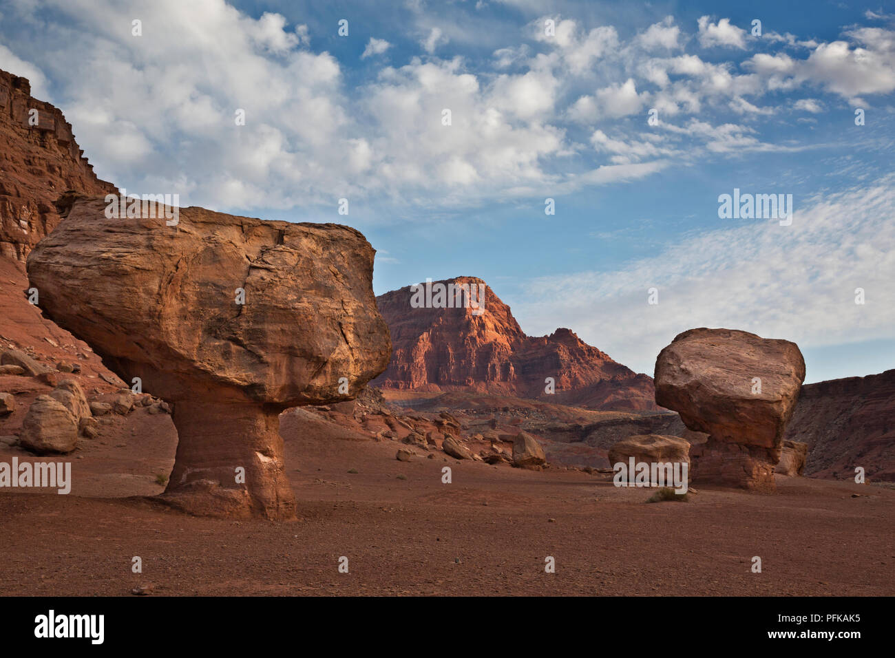 AZ00344-00...ARIZONA - A rock toadstool located and the backside of ...