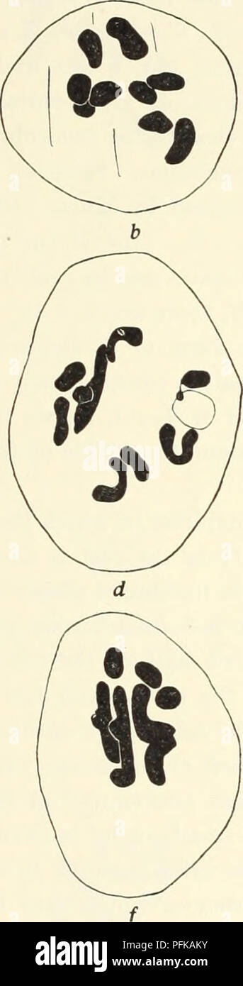 Bivalent chromosomes hi-res stock photography and images - Alamy