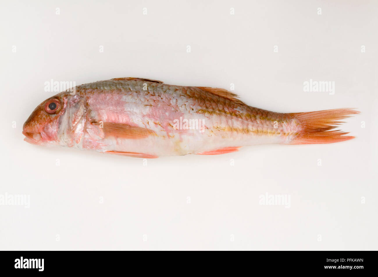 Dead mullet hi-res stock photography and images - Alamy