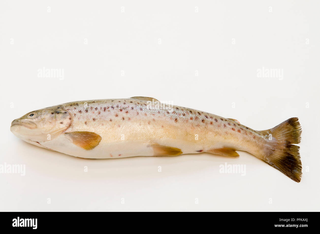 Brown trout studio hi-res stock photography and images - Alamy