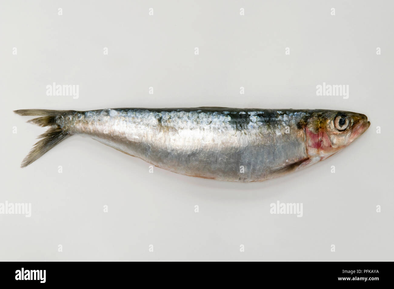 Dead pilchard hi-res stock photography and images - Alamy