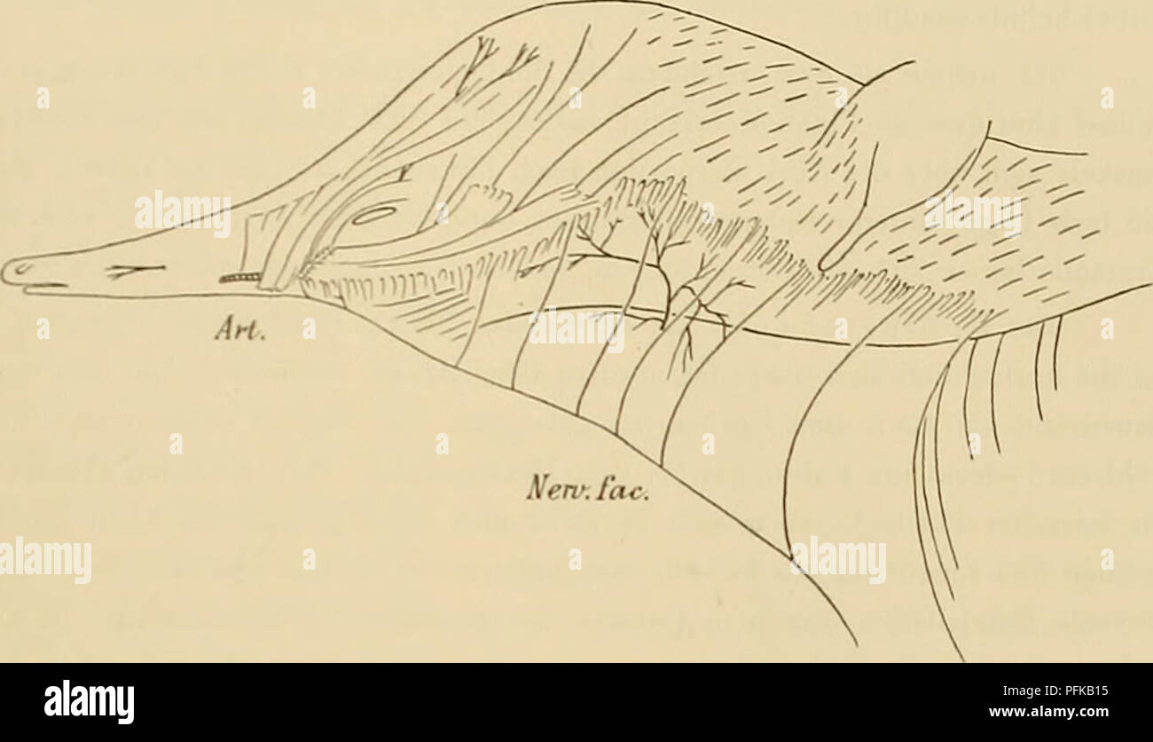 This image illustrates the skin musculature of monotremes, with a focus ...