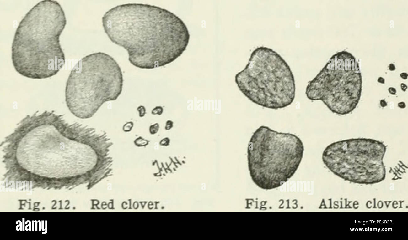 Perigynia hi-res stock photography and images - Alamy