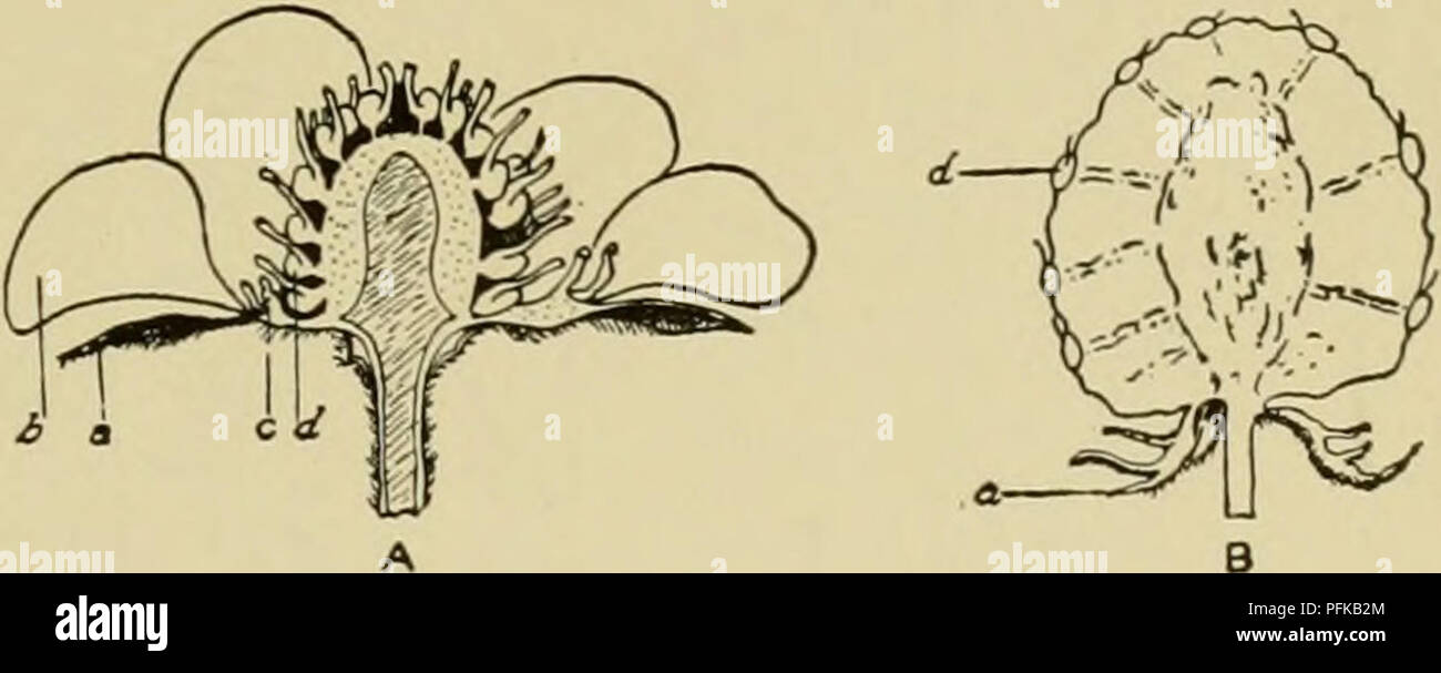 This image from a cyclopedia on fruit cultivation explores the botany ...
