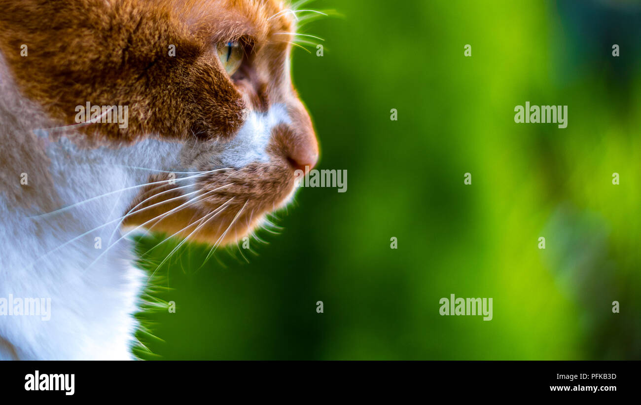 Cat side profile hi-res stock photography and images - Alamy