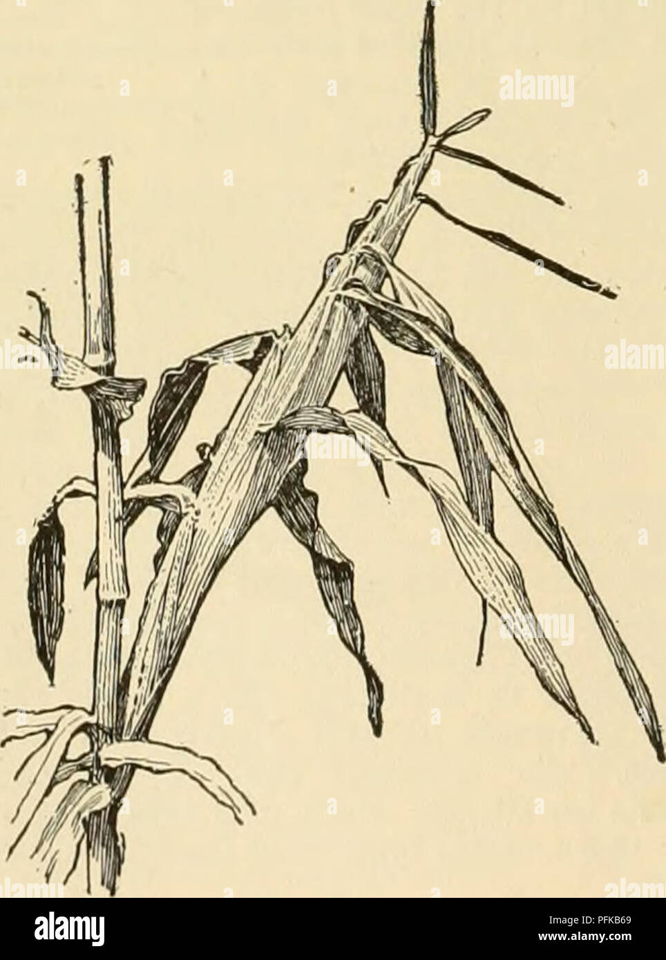 The Cyclopedia of Farm Crops offers detailed descriptions of maize ...