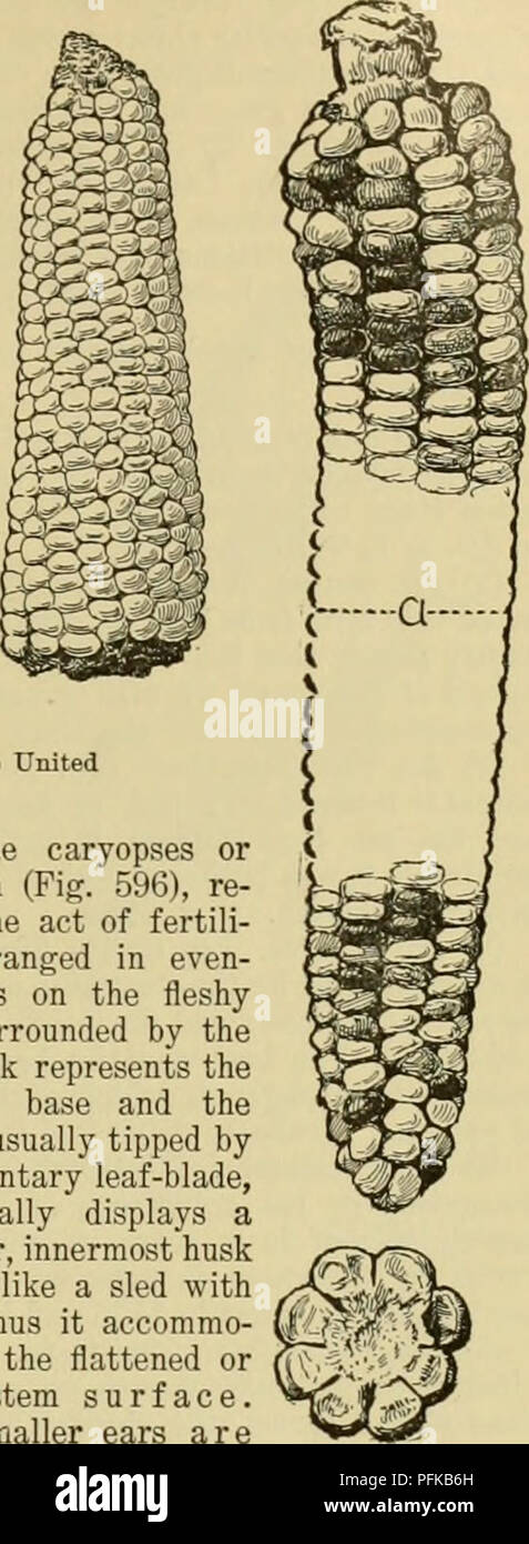 Embryo specimens hi-res stock photography and images - Alamy