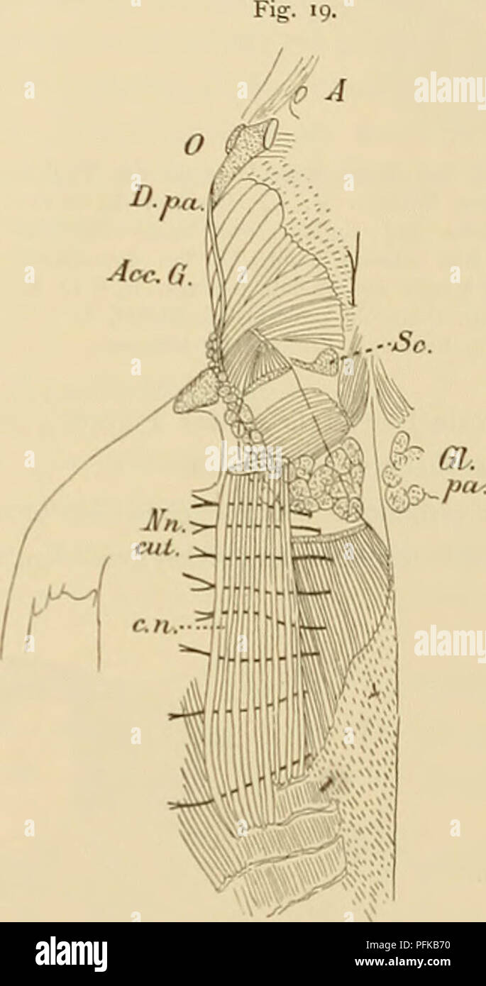 This publication details the musculature of the shoulder, neck, and ...
