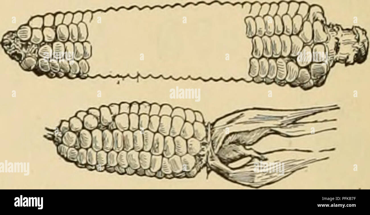 This entry from the Cyclopedia of Farm Crops describes the high ...
