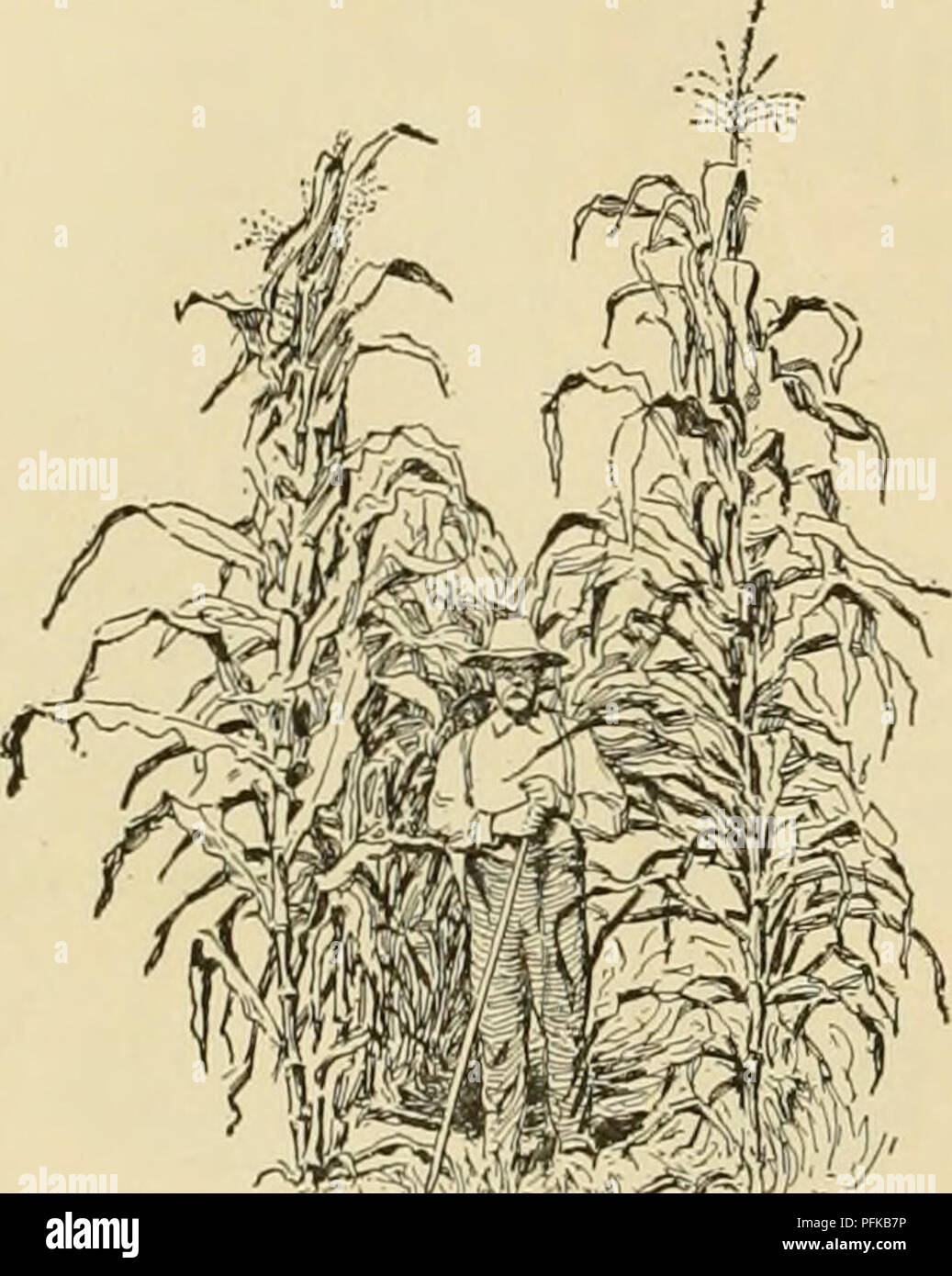 Sheath of corn hi-res stock photography and images - Alamy