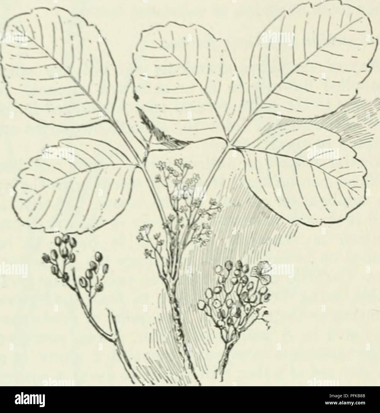 The pig killers hi-res stock photography and images - Alamy